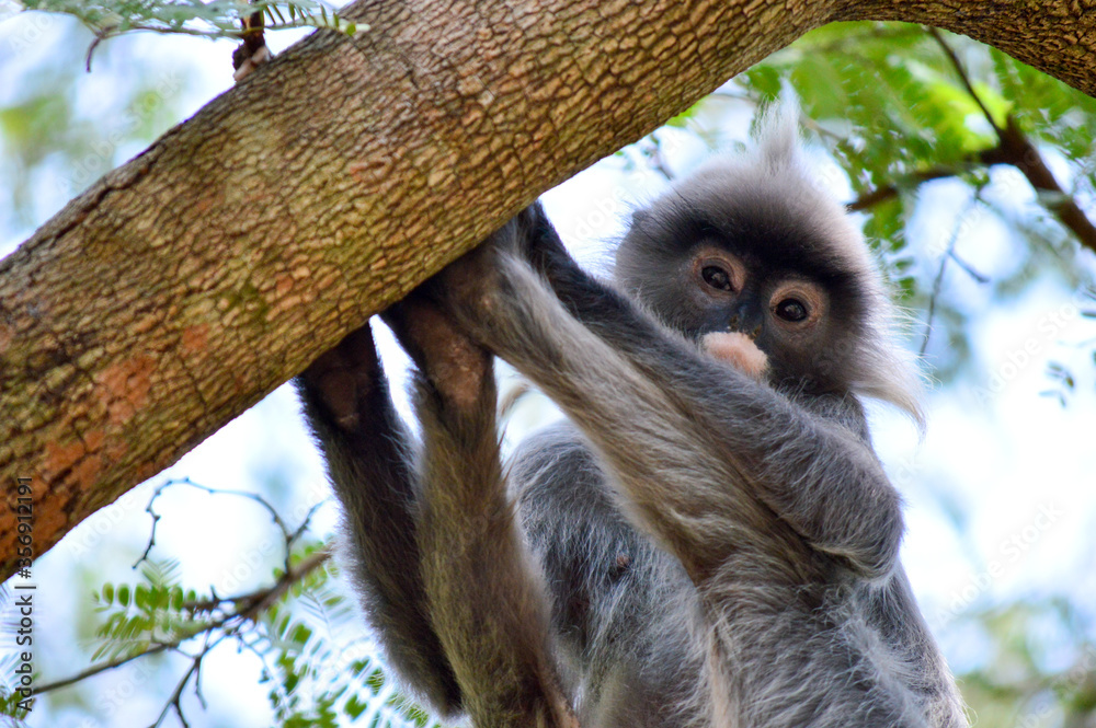 Phayre's langur (Trachypithecus phayrei) at Wat Tham Pha Poo, Chiang ...