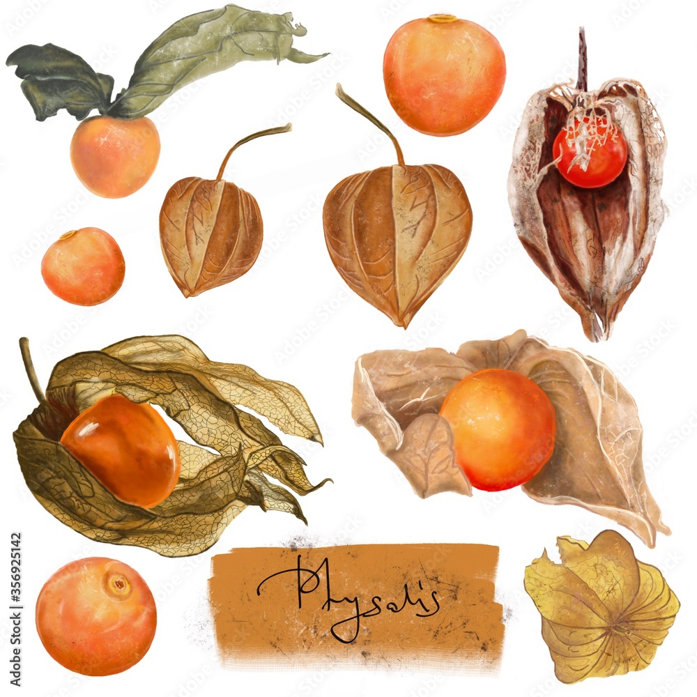 Physalis plants and berries watercolor and pencil drawing isolated on ...