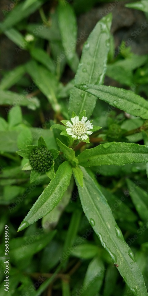 Zdjęcie Stock: This is a Ayurvedic medicinal plant called Kaithonni in ...