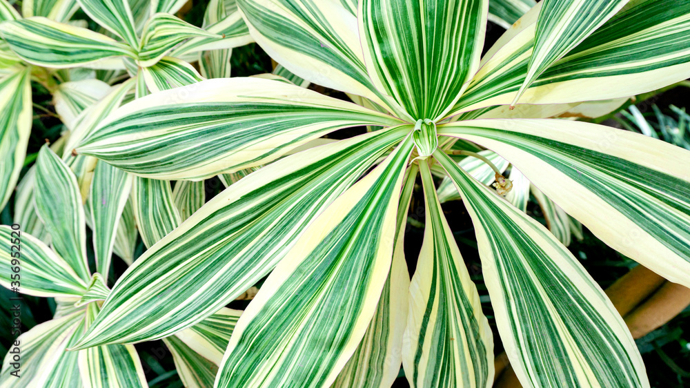 Rohdea japonica tropical plant with striped contrasting leaves ...