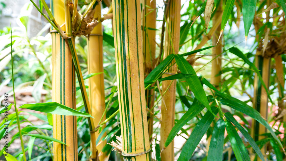 Bamboo striped stalks closeup. Raw materials for the production of ...
