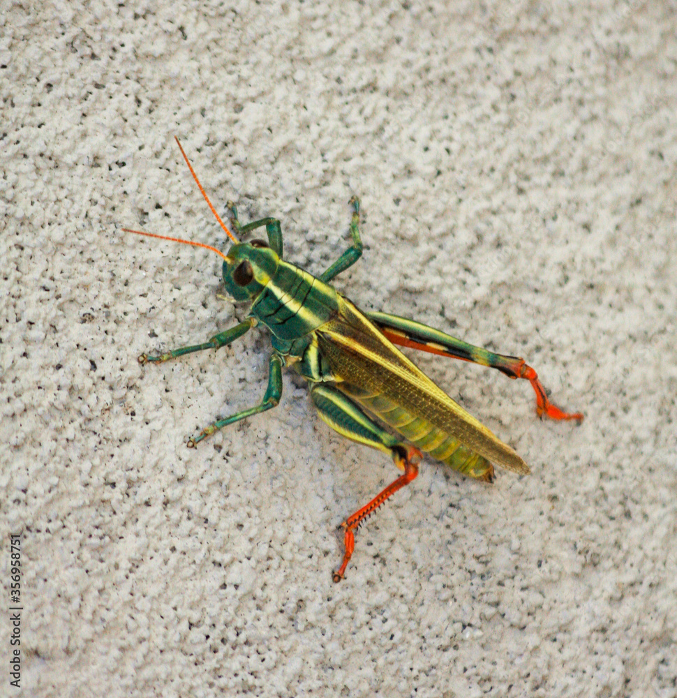 Locust green grasshopper of family "Acrididae", solitary short-horned ...