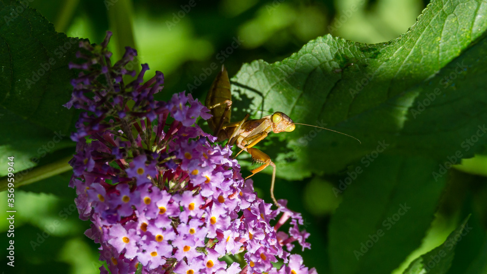 Macro of little child male European Mantis or Praying Mantis (Mantis ...