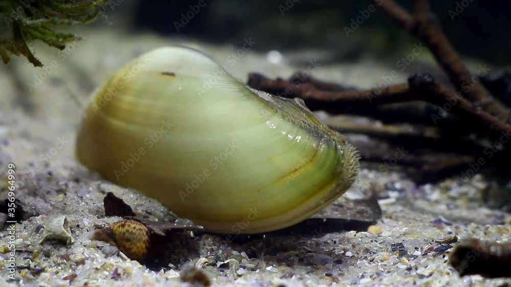 aquatic bivalve mollusk Unio pictorum, a species of medium-sized ...
