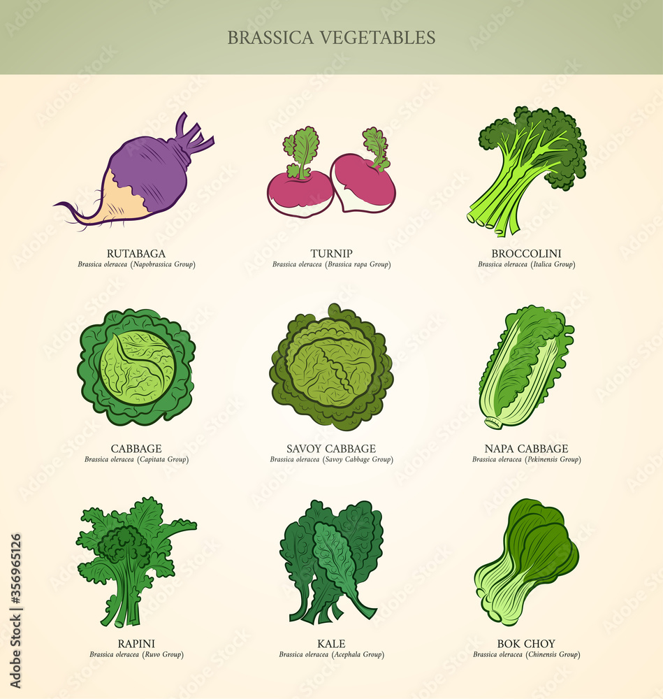 Genus Brassica vegetables set. Rutabaga, Turnip, Broccolini, Cabbage ...