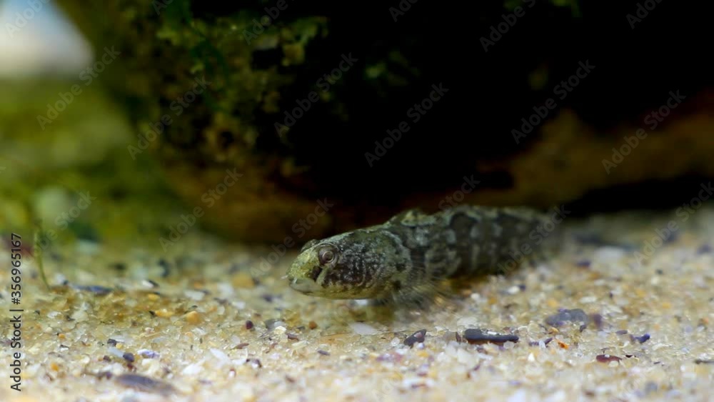 tubenose goby, Proterorhinus semilunaris, funny juvenile saltwater fish ...