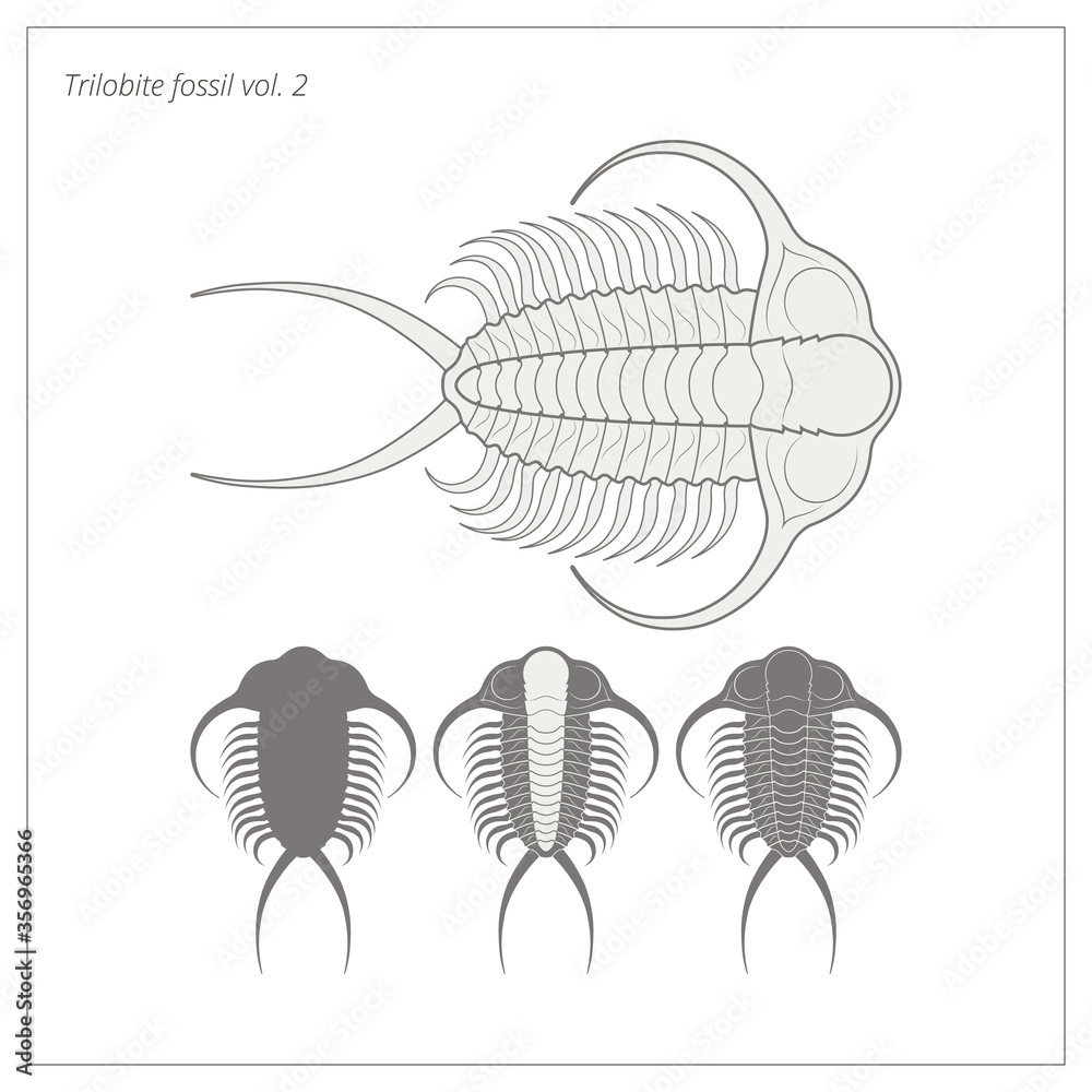 Trilobite fossil - natural history - vector illustration Stock Vector ...
