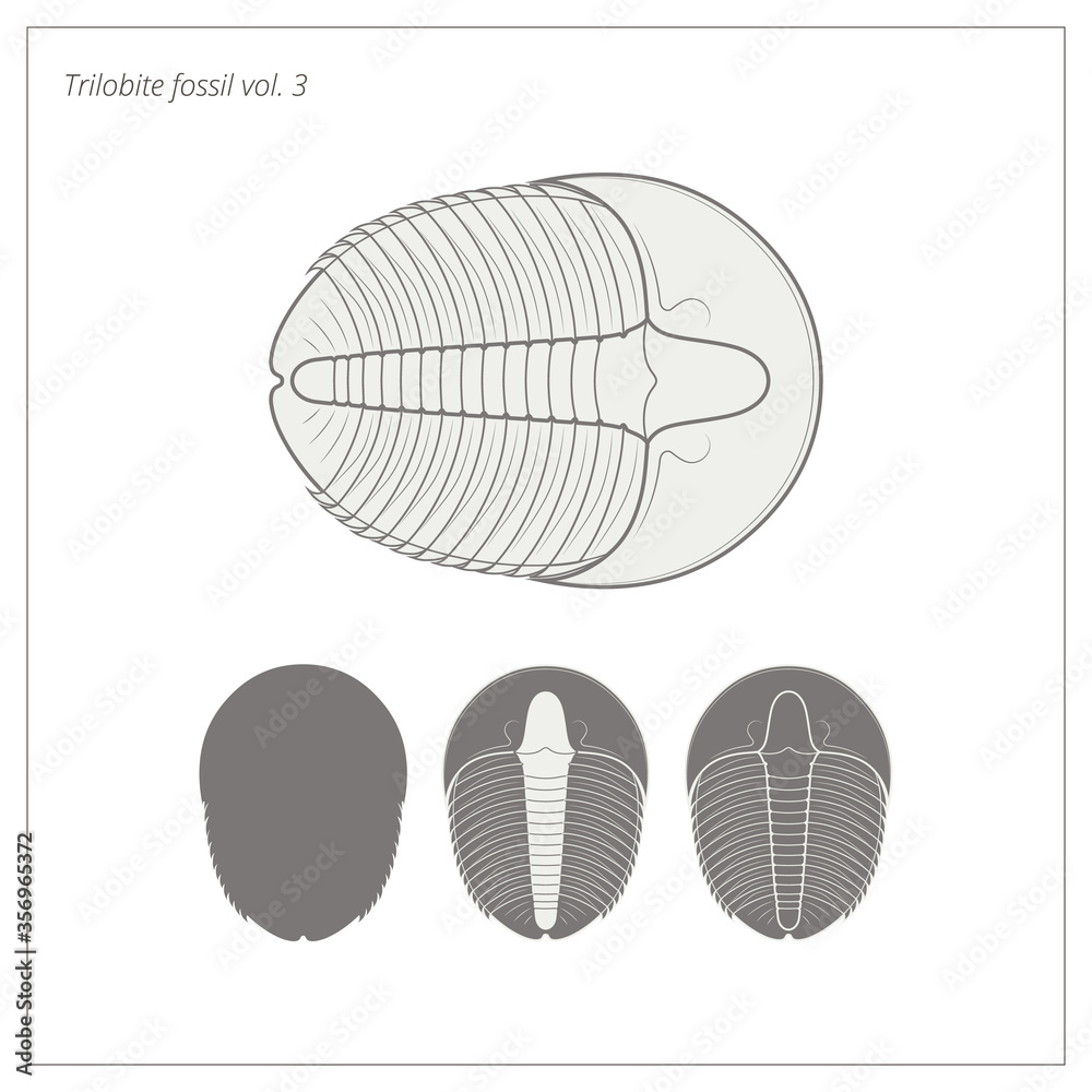 Trilobite fossil - natural history - vector illustration Stock Vector ...