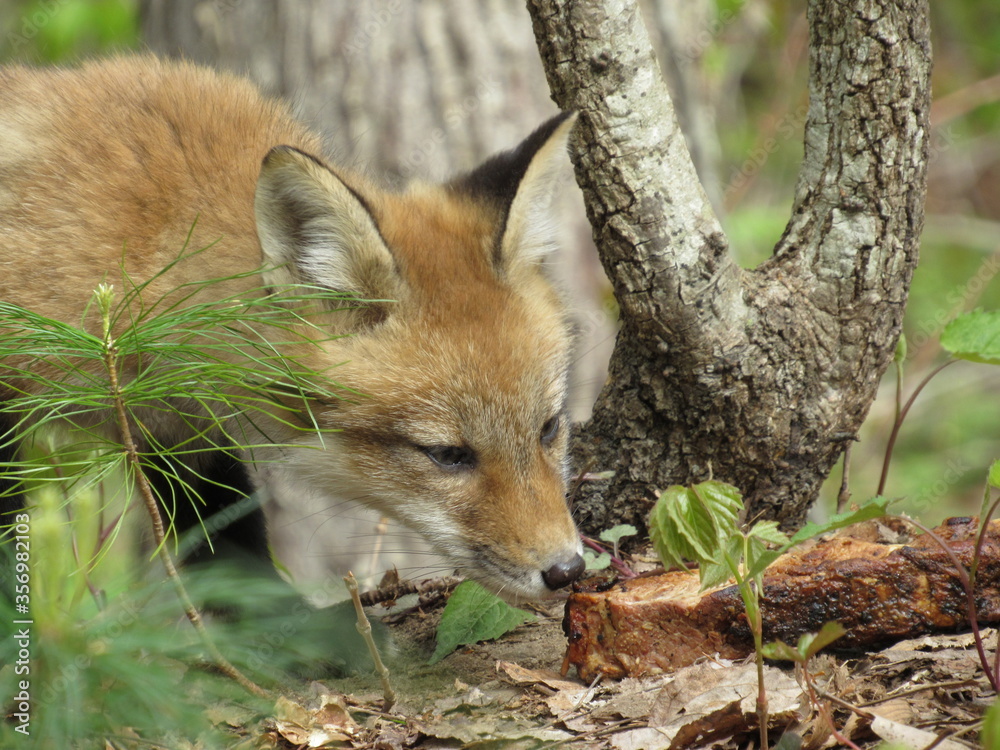 Red fox cub sniffing and biting a piece of meat and bone in the forest ...