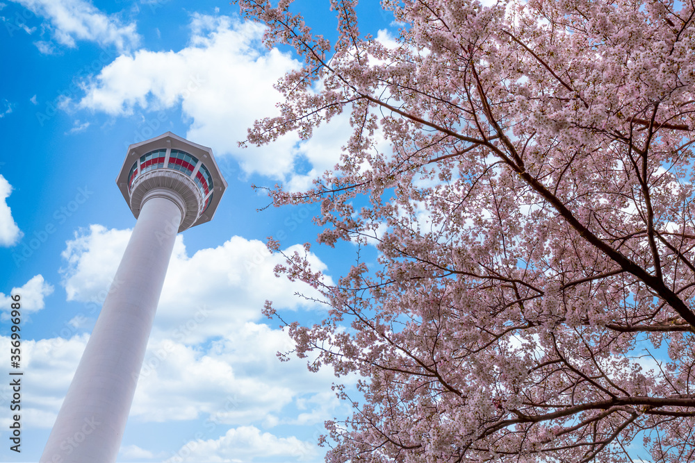Busan tower with spring cherry blossom and blue sky background ...