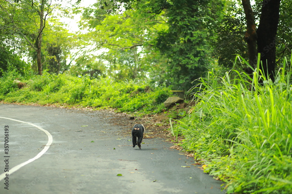 A Lion-tailed macaque moving around on the trees. The lion-tailed ...