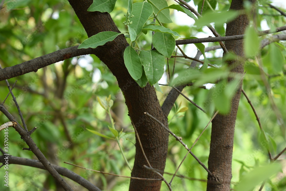 Santalum album stems branches twigs dark brown colour with green leaves ...