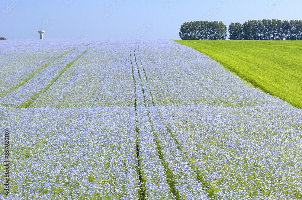 Champ de lin en fleur en Seine-maritime Stock Photo | Adobe Stock
