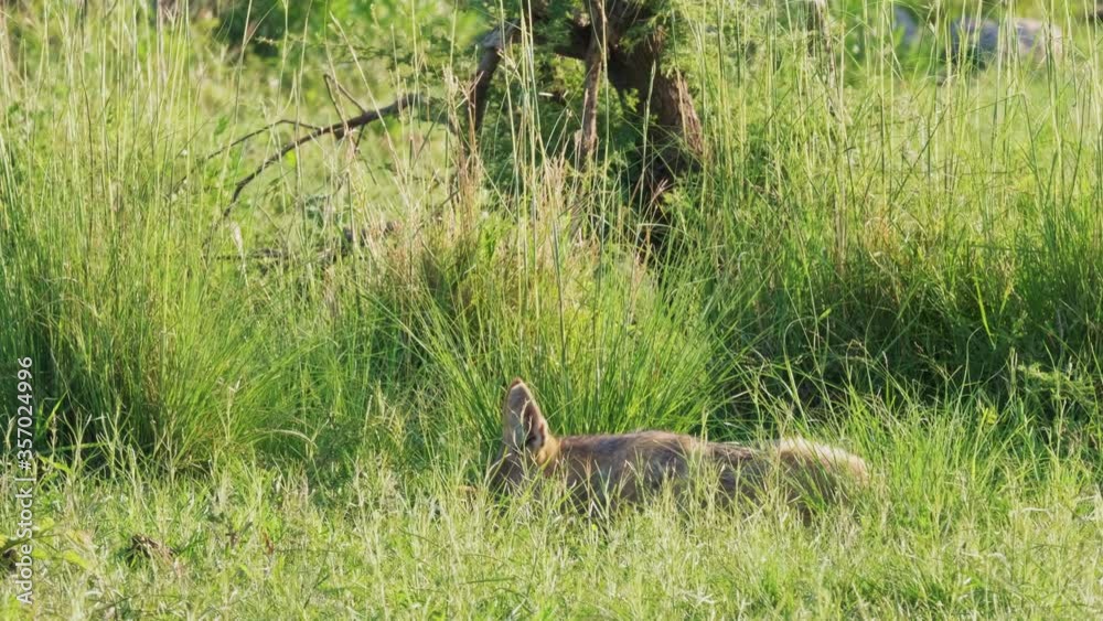 Black Backed Jackal chews on a bone from an old kill in the long grass ...