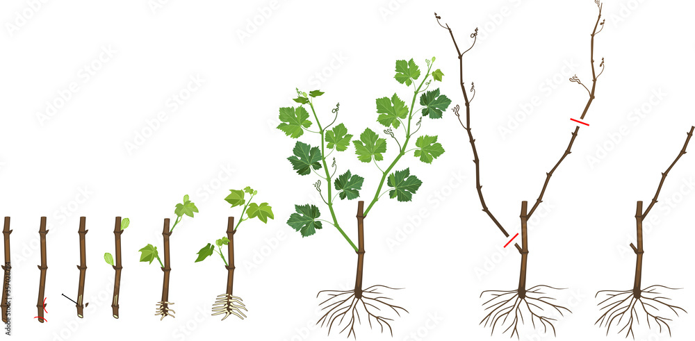 Grapevine vegetative reproduction scheme. Growth stages from propagule ...