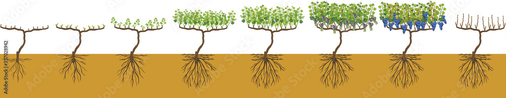 Annual growth life cycle of grapevine isolated on white background ...