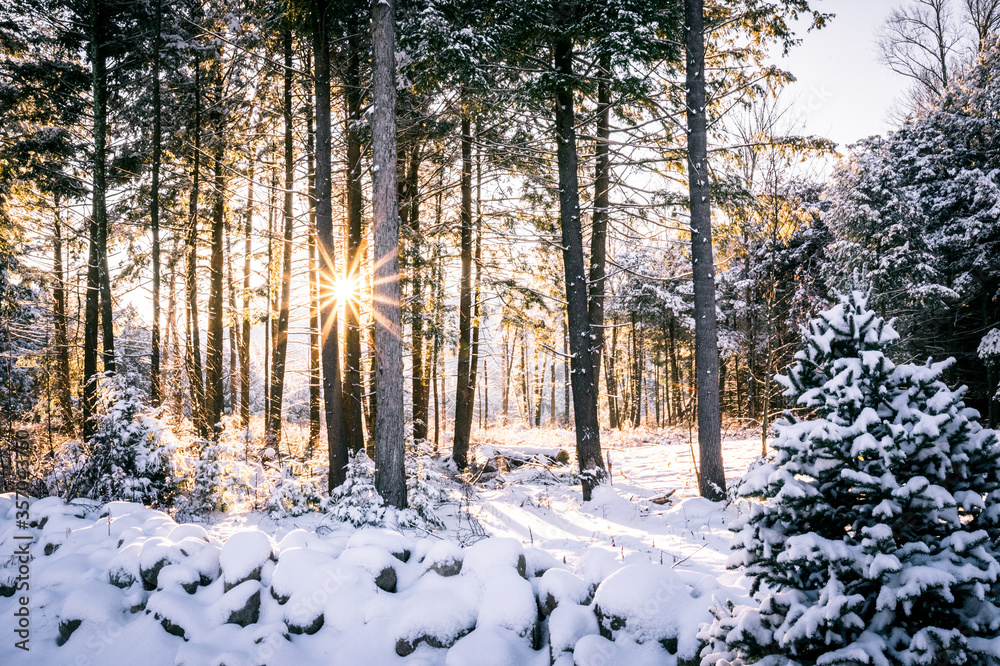 Sun rays coming through trees in snowy forest Stock Photo | Adobe Stock