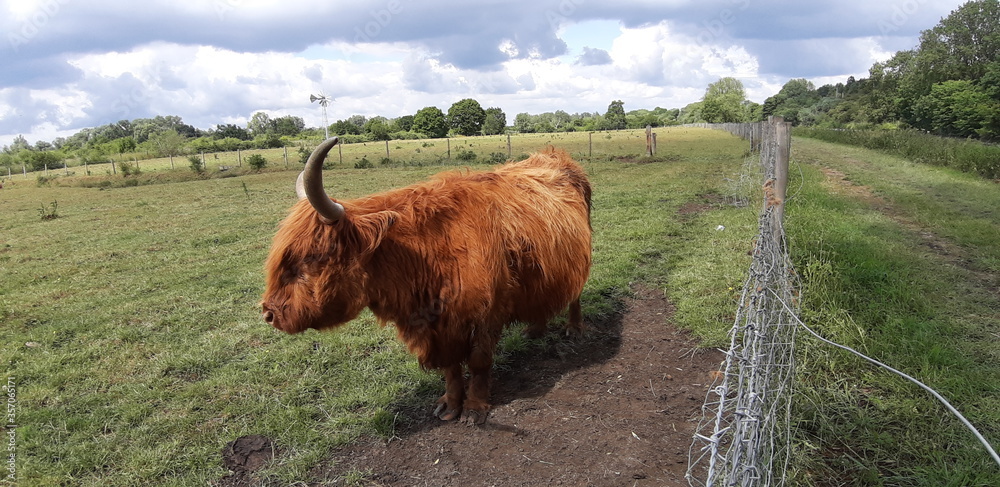 scottish highland cow, shetland cow, cattle Stock Photo | Adobe Stock