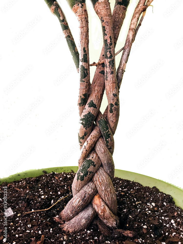 Tree with braided trunk roots in a pot isolated picture image ...