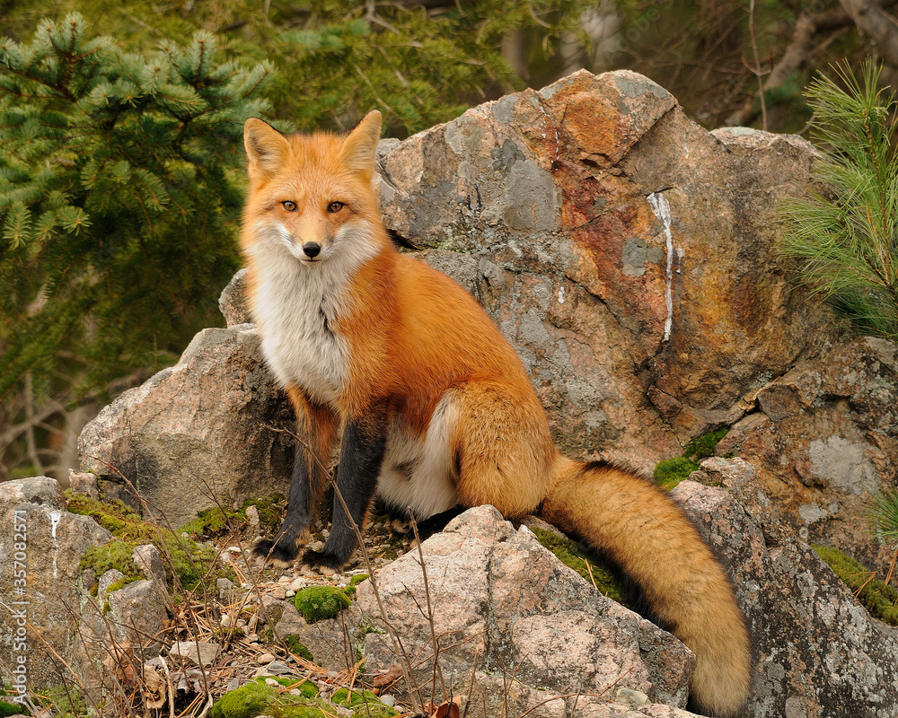 Red fox animal in the forest sitting on big rock with background trees ...