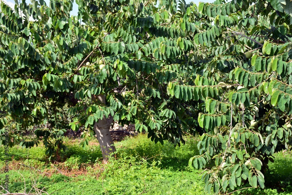 Cultivo de árboles de chirimoya, fruta tropical Stock Photo | Adobe Stock