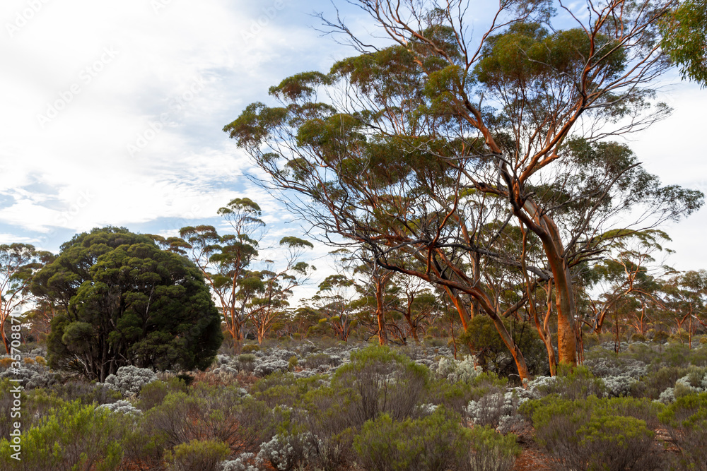 The unique and endemic Goldfields woodlands of Western Australia Stock ...