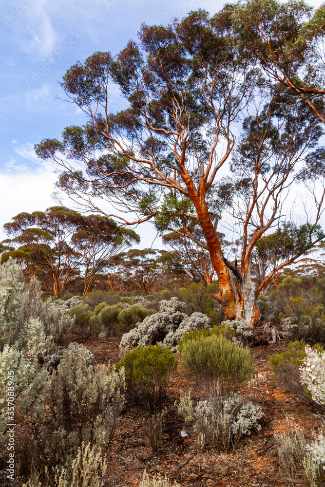 The unique and endemic Goldfields woodlands of Western Australia Stock ...
