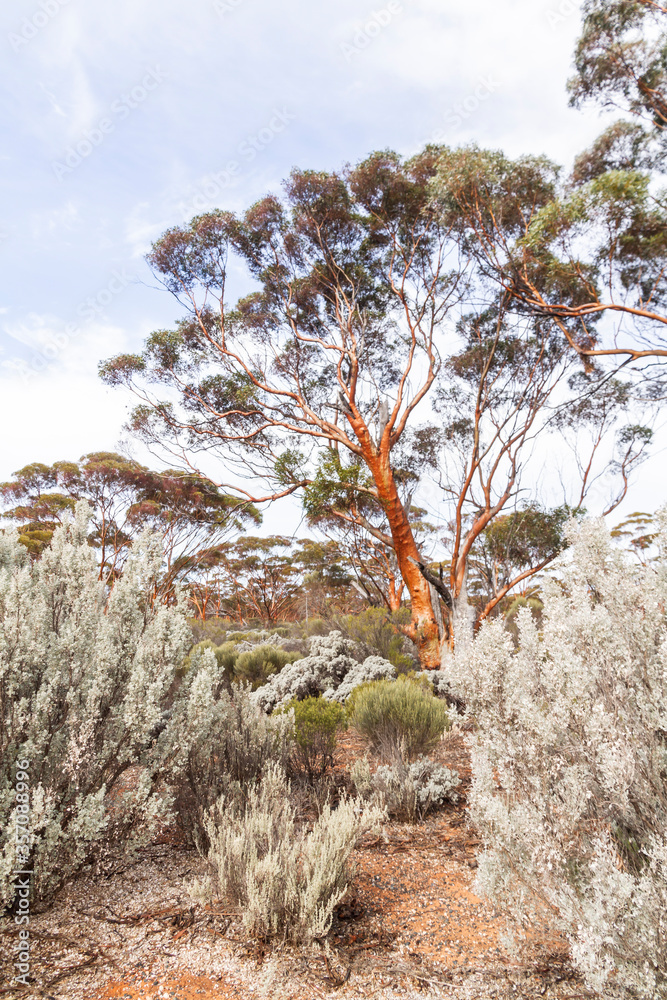 The unique and endemic Goldfields woodlands of Western Australia Stock ...
