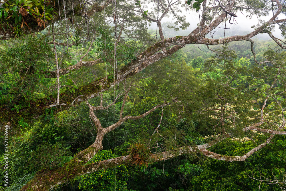 Aerial landscape of the Amazon Rainforest seen from inside a Ceiba tree ...