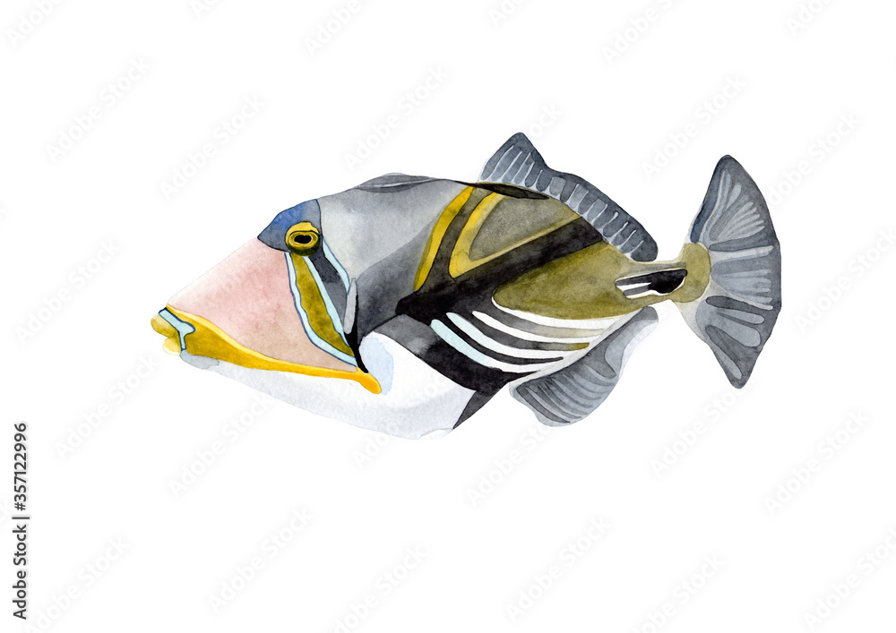 Hand drawn watercolor illustration of Painted triggerfish (Prickly ...