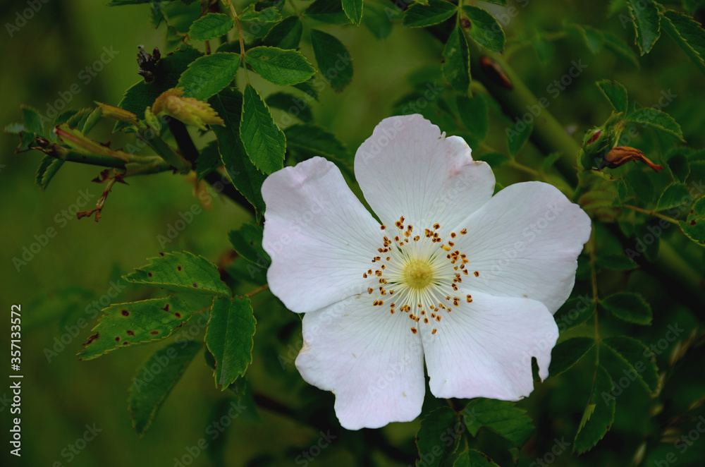 Up to 3 meters high shrub with arched overhanging branches, all covered ...