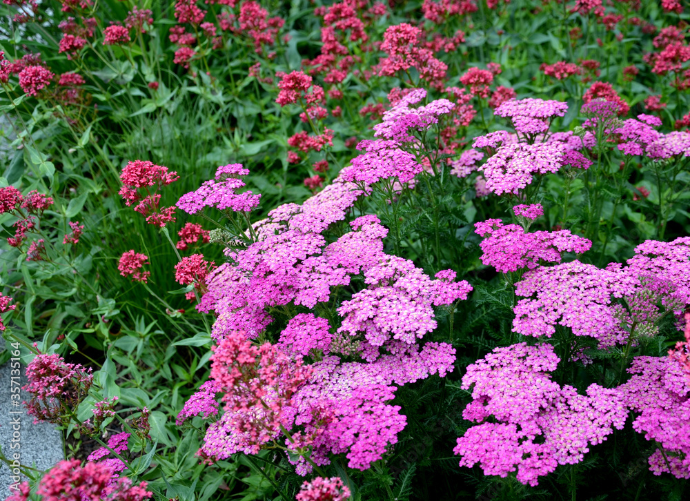 Yarrow is a blooming large number of lilac pink flowers that bloom into ...
