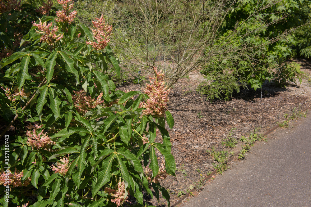 Summer Flowers and Green Foliage of a Deciduous Dwarf Chestnut Shrub ...