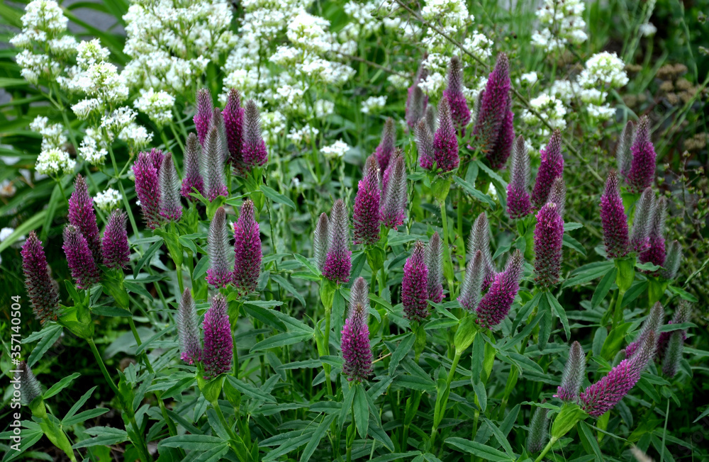 Red clover forms a dense clump of upright stems that grow from ...
