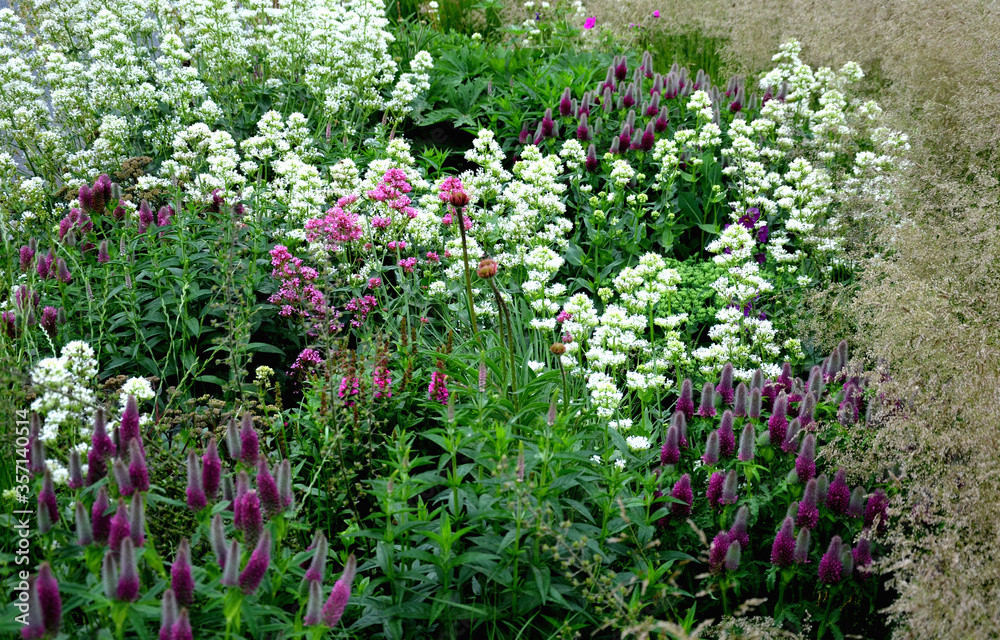Red clover forms a dense clump of upright stems that grow from ...