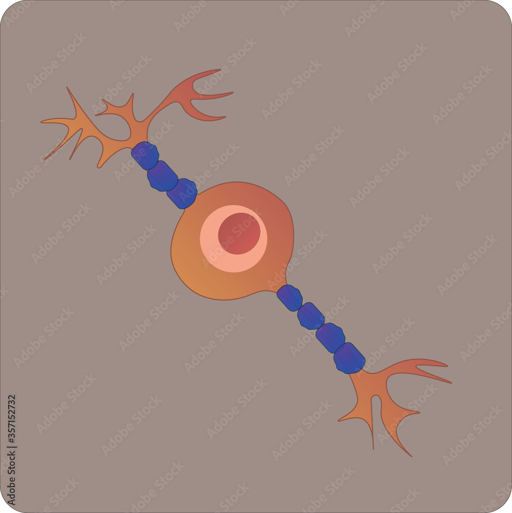 bipolar neuron. structural and functional unit of the nervous system ...