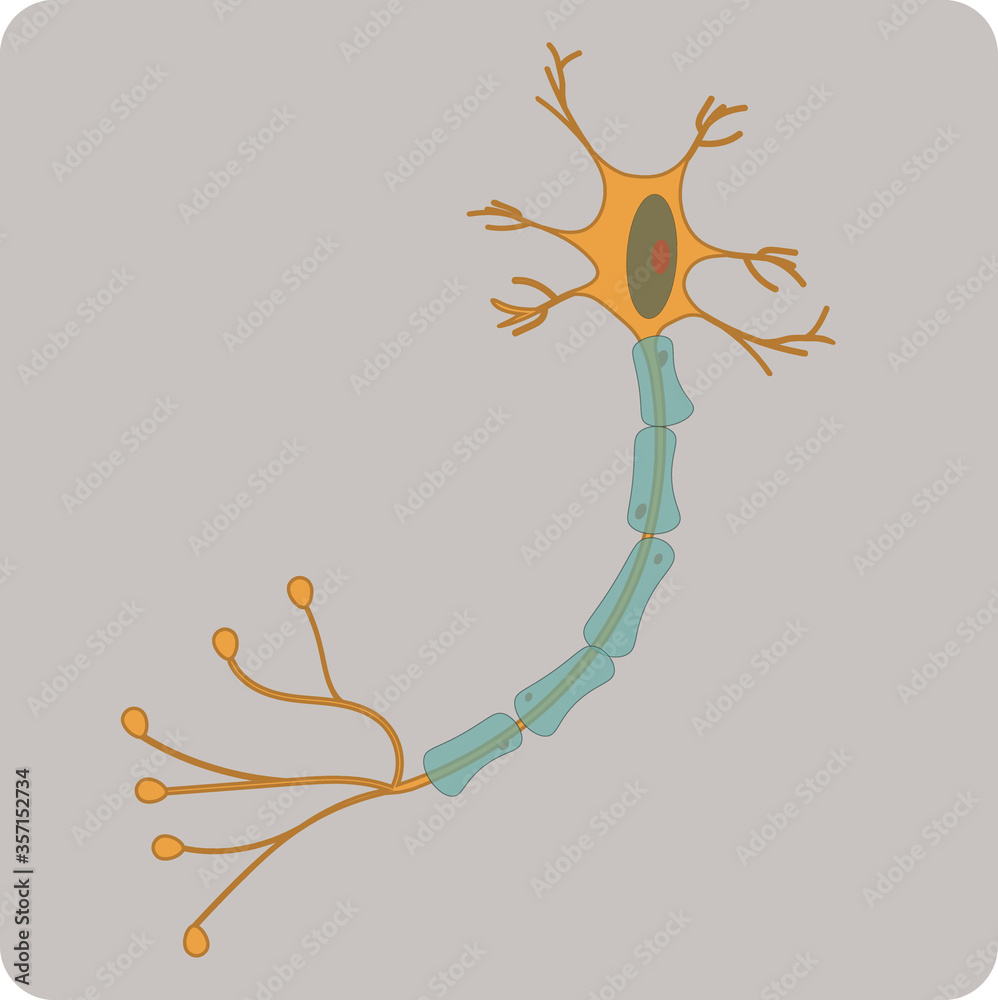neuron is a structurally functional unit of the nervous system. the ...