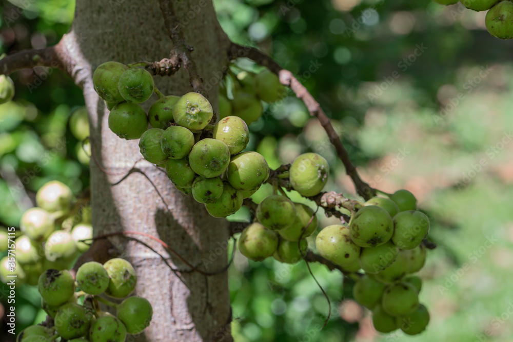 The fruit of Ficus Racemos.The common name Fig fruit,cluster fig tree ...