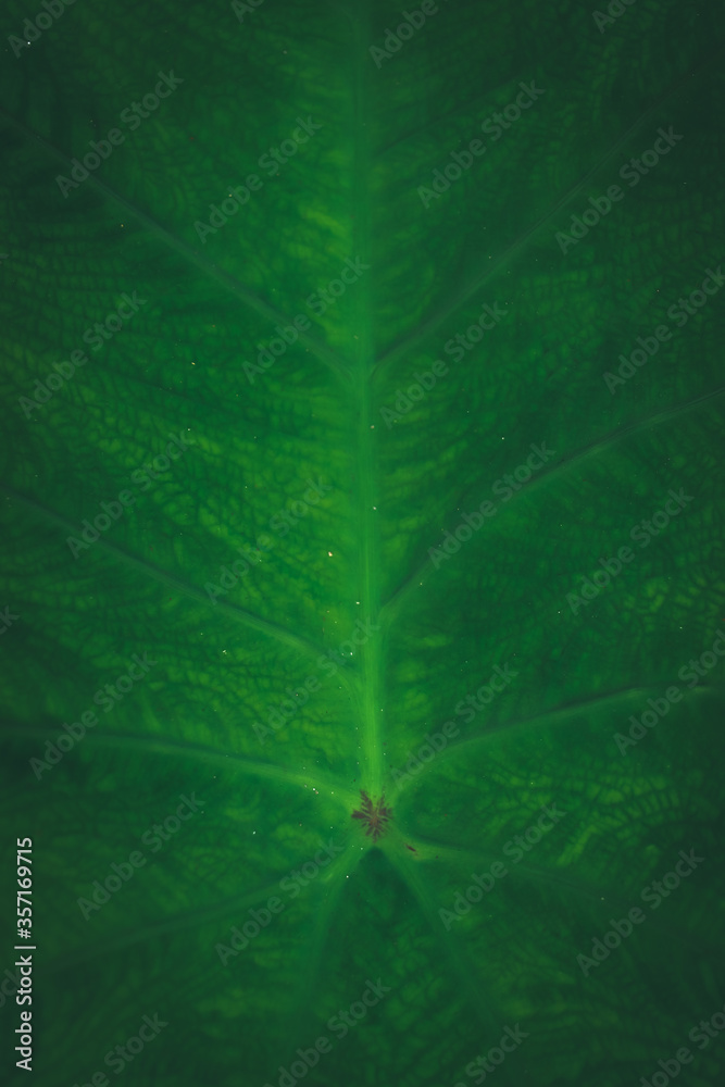 tropical Giant taro leaf closeup texture concept nature dark green ...
