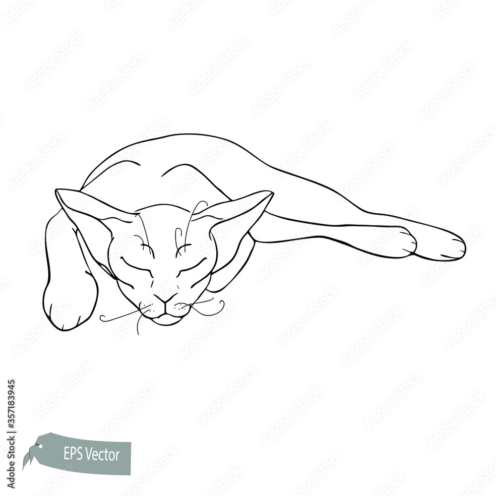 Cat line illustration. Vector. black and white. Ink style illustration ...