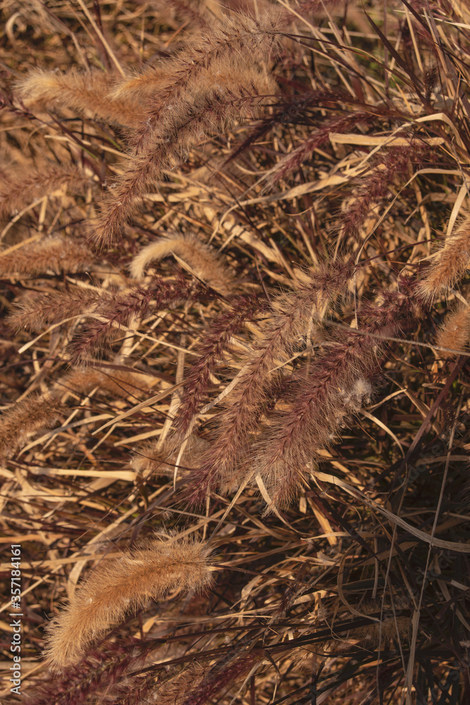 purple fountain grass texture with sunlight vertical Stock Photo ...