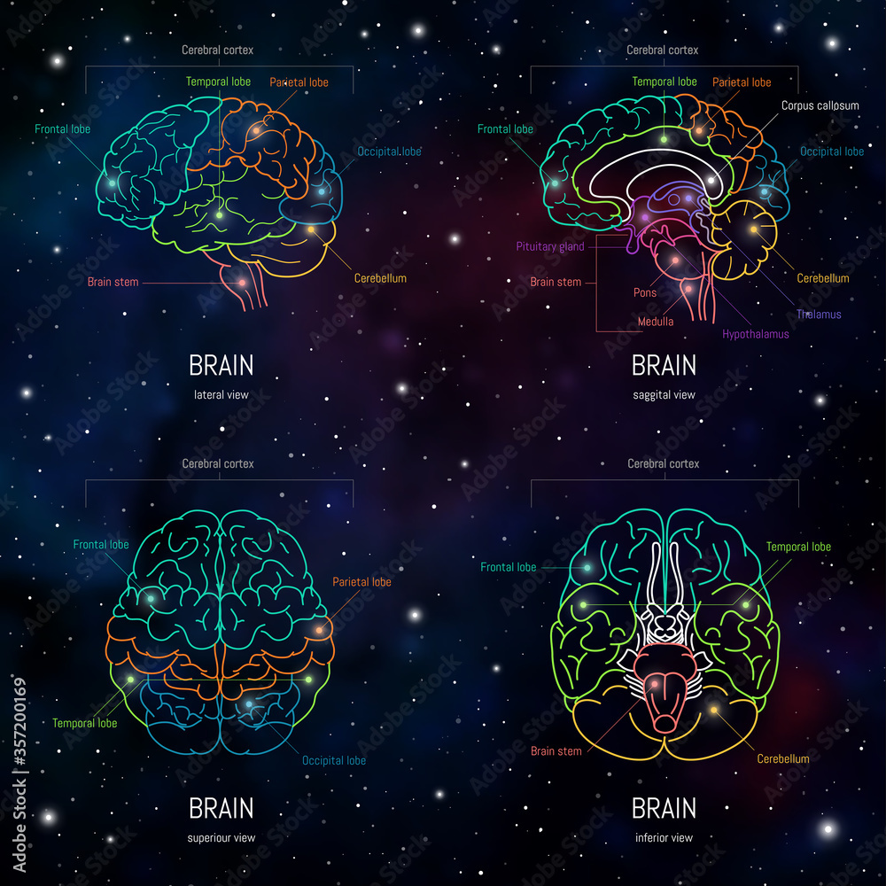 Neuroscience infographic on space background. Human brain lobes and ...