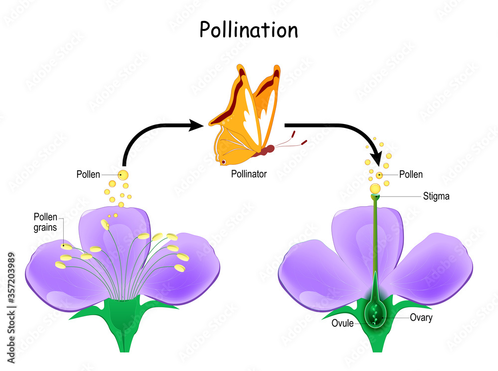 Cross-pollination using an animal of pollinator. butterfly and Anatomy ...