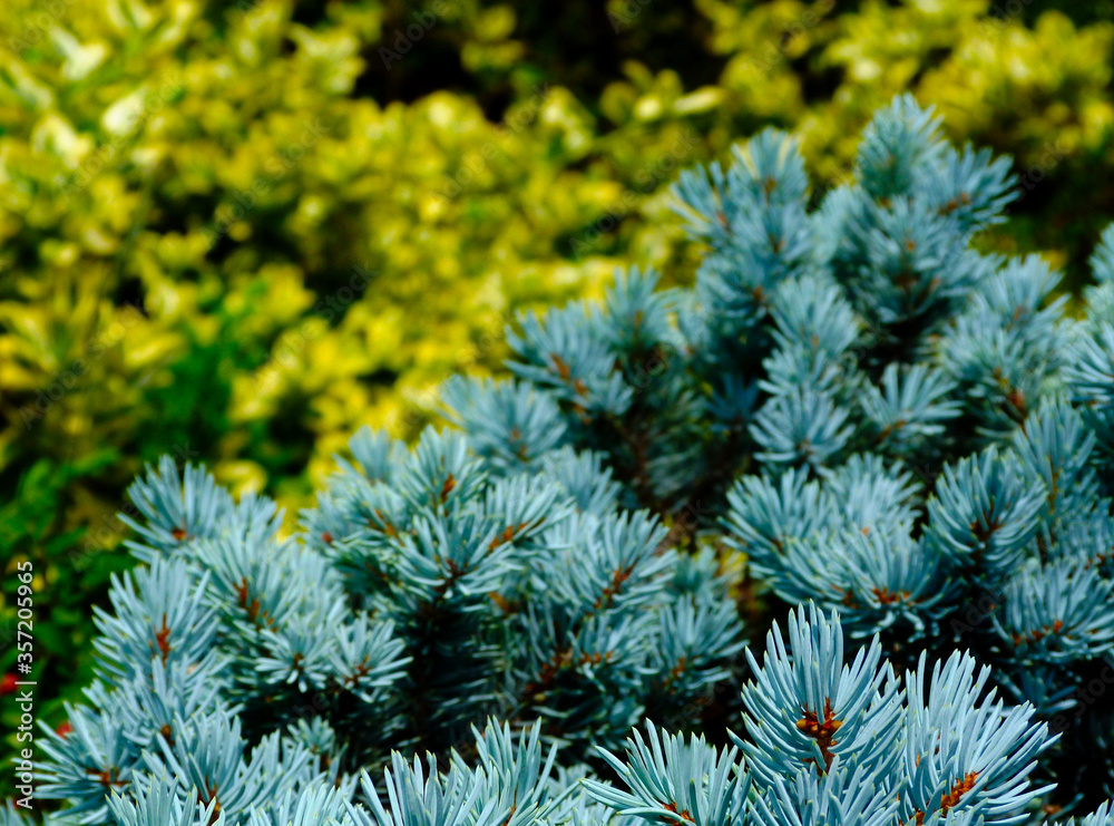 blue spruce branch detail with silver color needles and blurred yellow ...