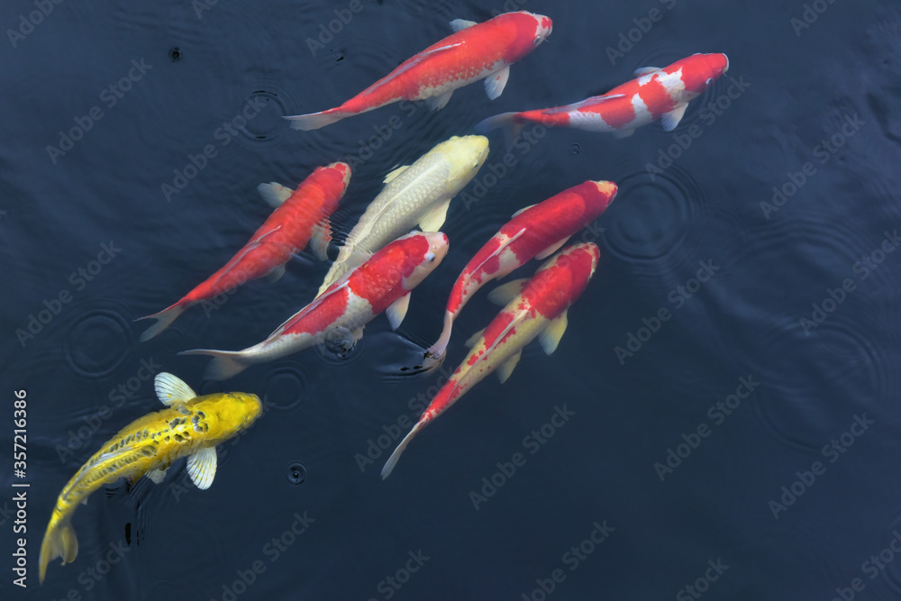 Japanese Koi Fish Swimming Koi Swimming Photos, Images And Pictures