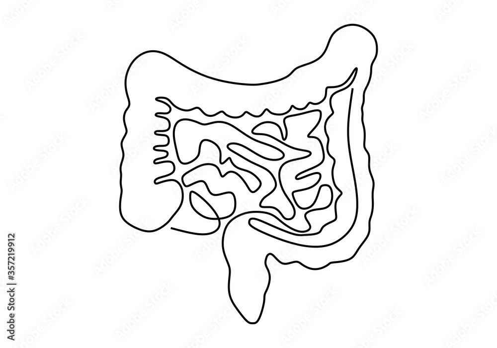 Intestines. Human body organ. Continuous line illustration of Internal ...