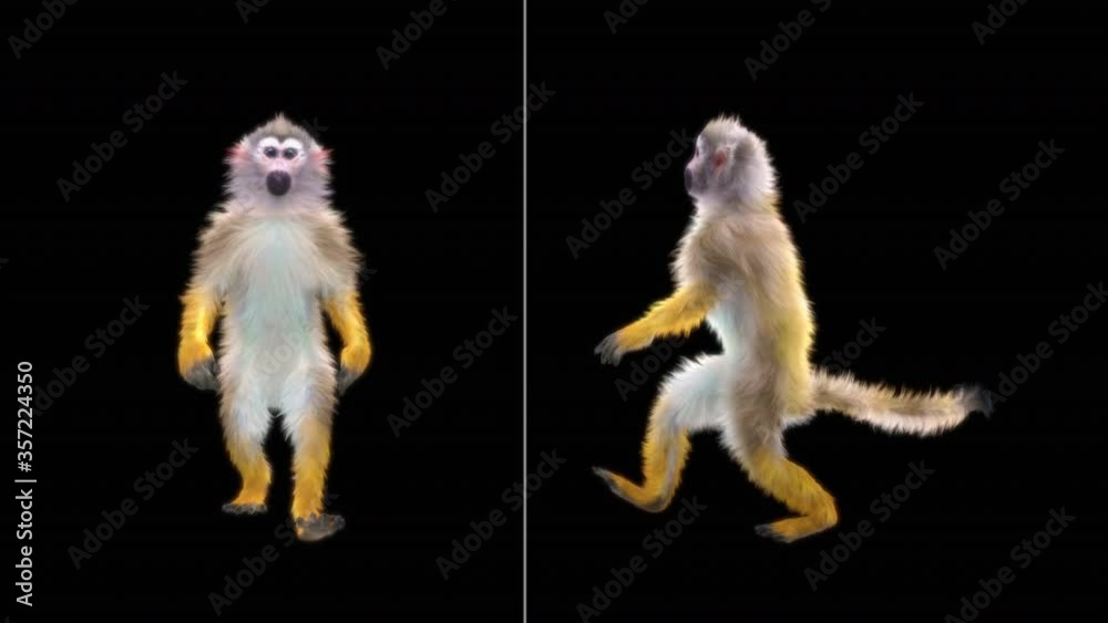 Vidéo Stock Common squirrel monkey (Saimiri sciureus), monkeys Walk CG ...