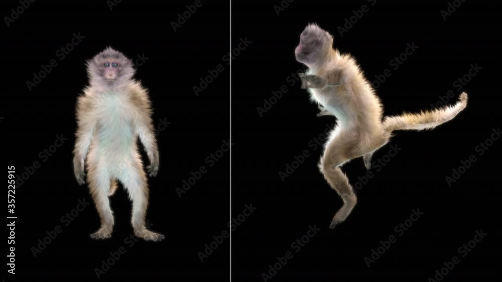 monkeys Dance CG fur 3d rendering animal realistic CGI VFX Animation ...
