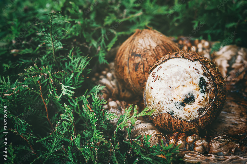 Rotten coconut on a wooden tray against the background of green leaves ...