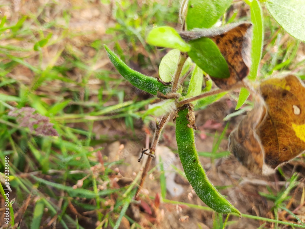 Macrotyloma uniflorum plant. It is a Pulse plant.It is a many names ...